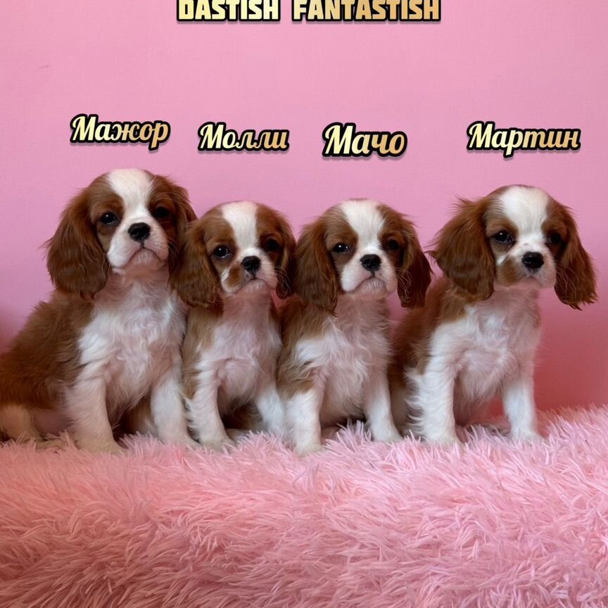 Кавалер кинг-чарльз-спаниель, щенок