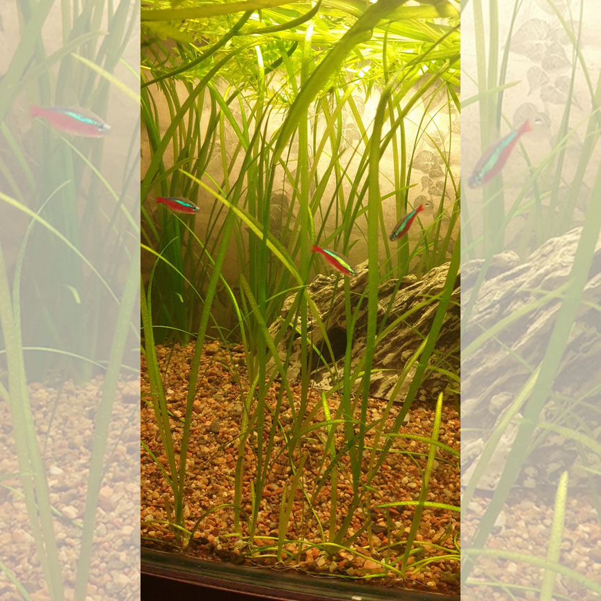 Валлиснерия гигантская