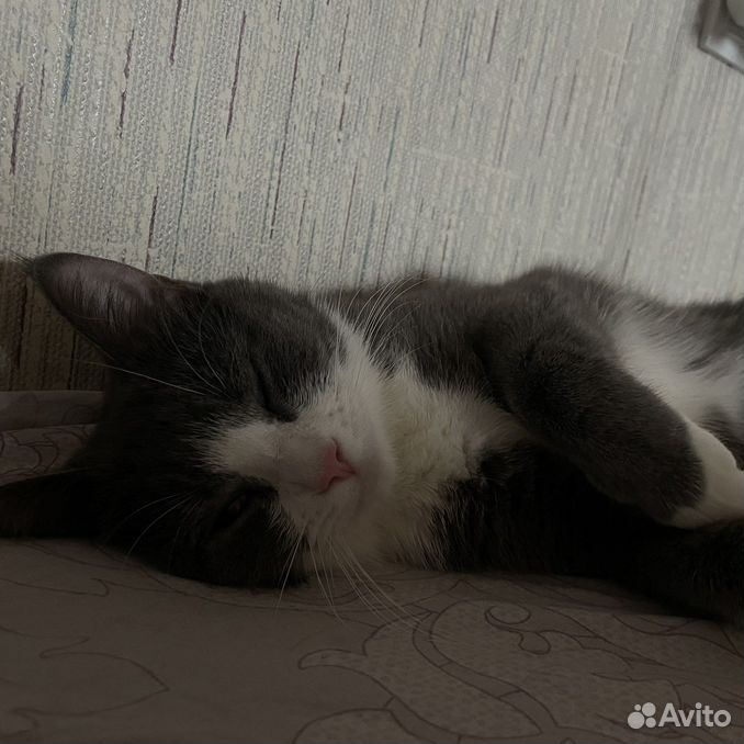Кошка прямоухая британская