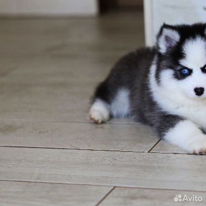 Эксклюзивные щенки Помски