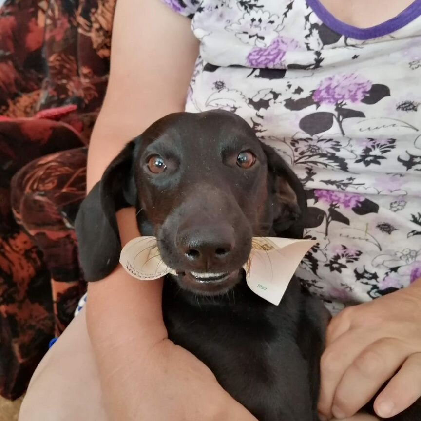 Такса кабель вязка