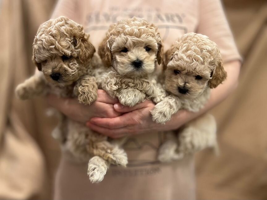 Щенки мальтипу f1 мини