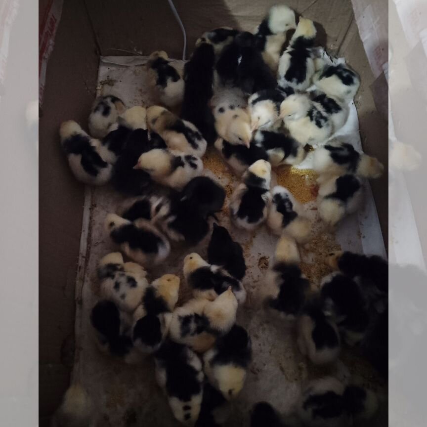 Принимаю заказ на цыплят