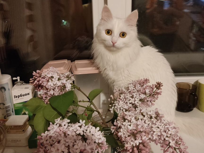 Ангорские котята
