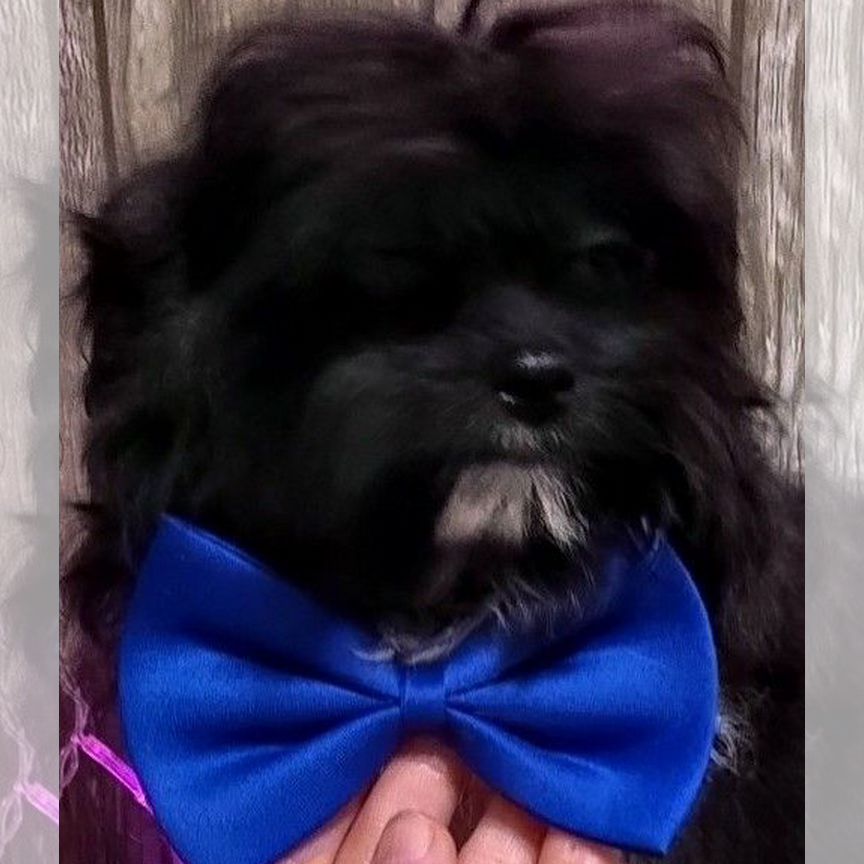 Звоночек в квартиру