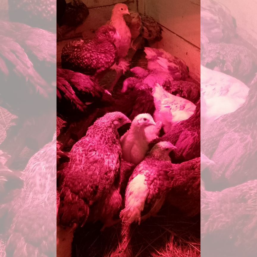 Цыплята кур несушек