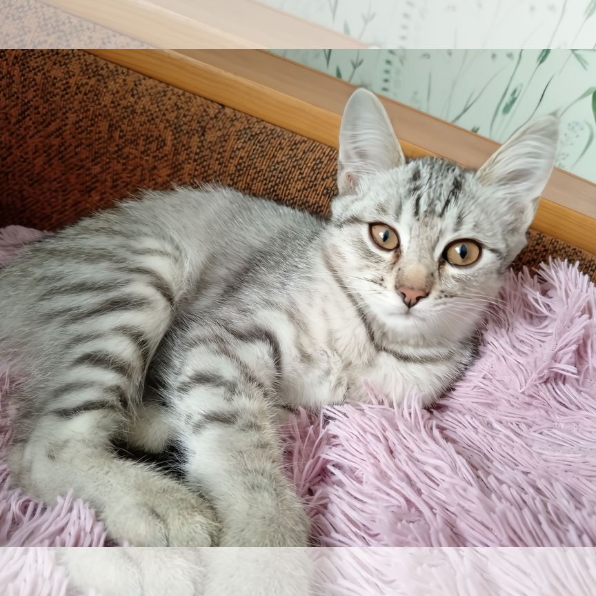 Британский короткошёрстный котёнок