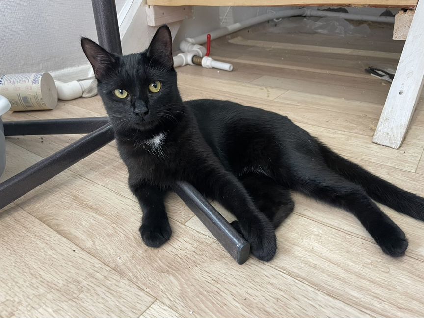 Ктенок в добрые руки