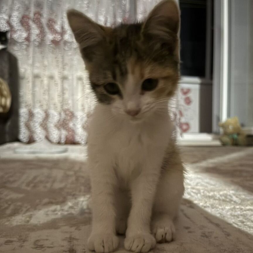 Кошка в добрые руки