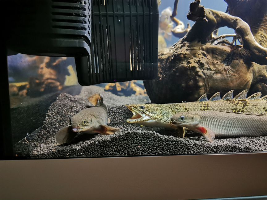 Полиптерус сенегальский