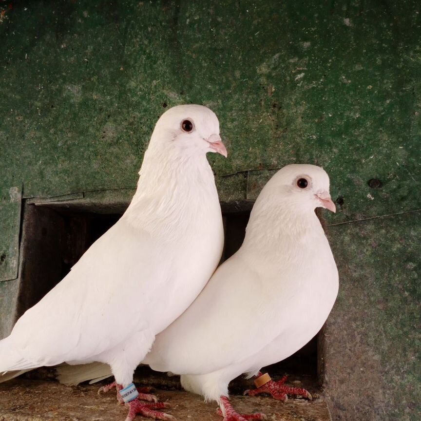 Голуби чистопольские