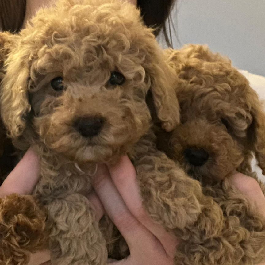 Той-пудель, щенок