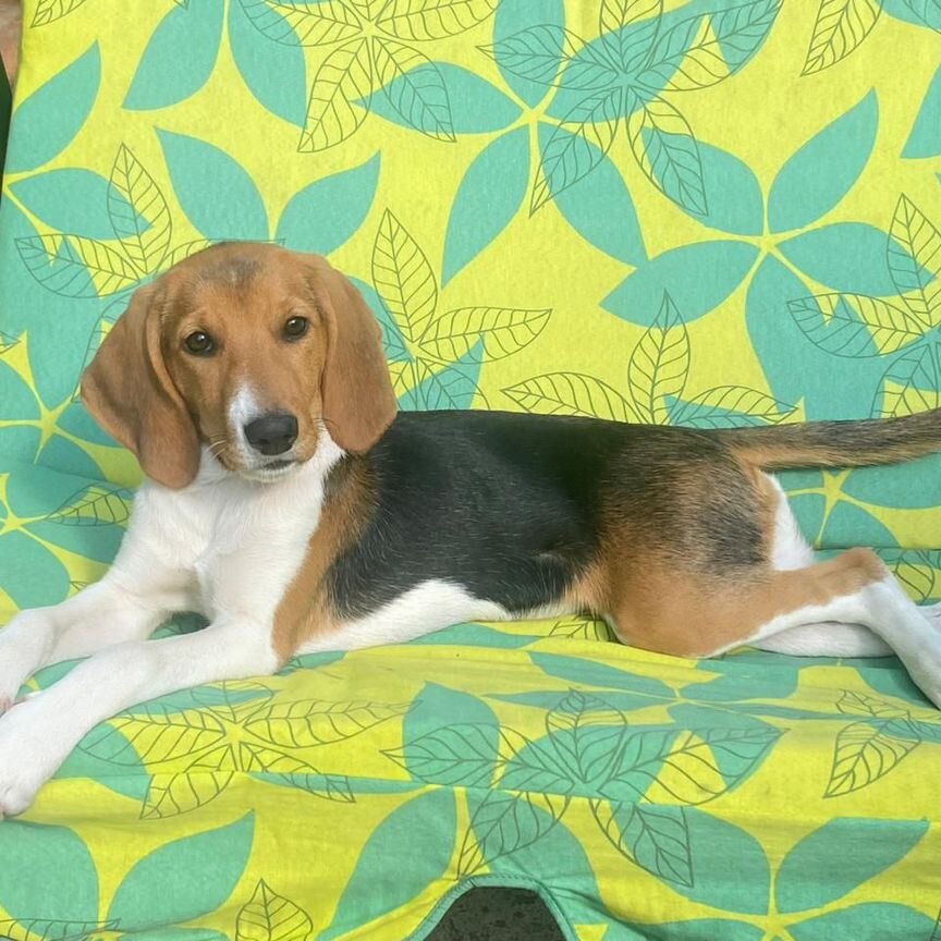 Продам эстонскую гончую