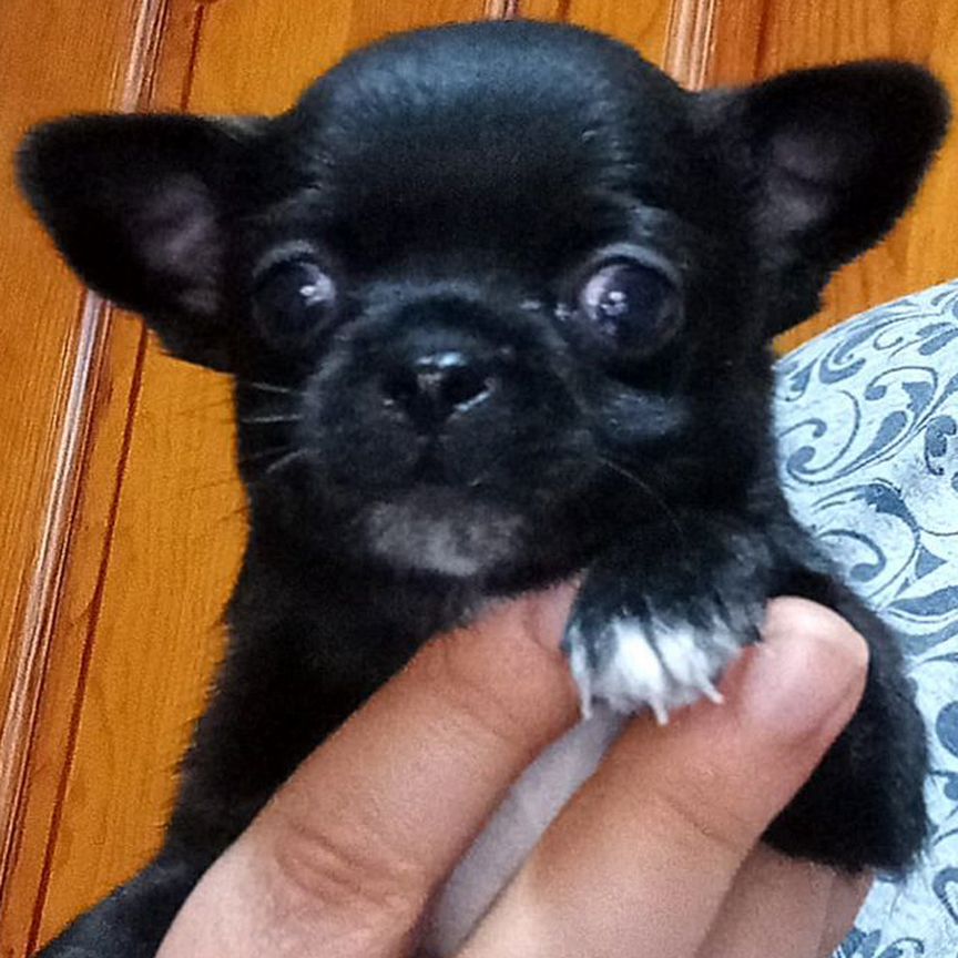 Мальчик гладкошерстный чёрно-белый без подпала