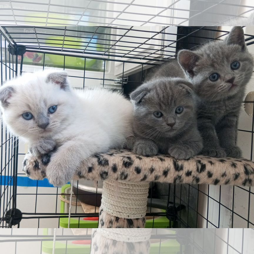 Котята Шотландские