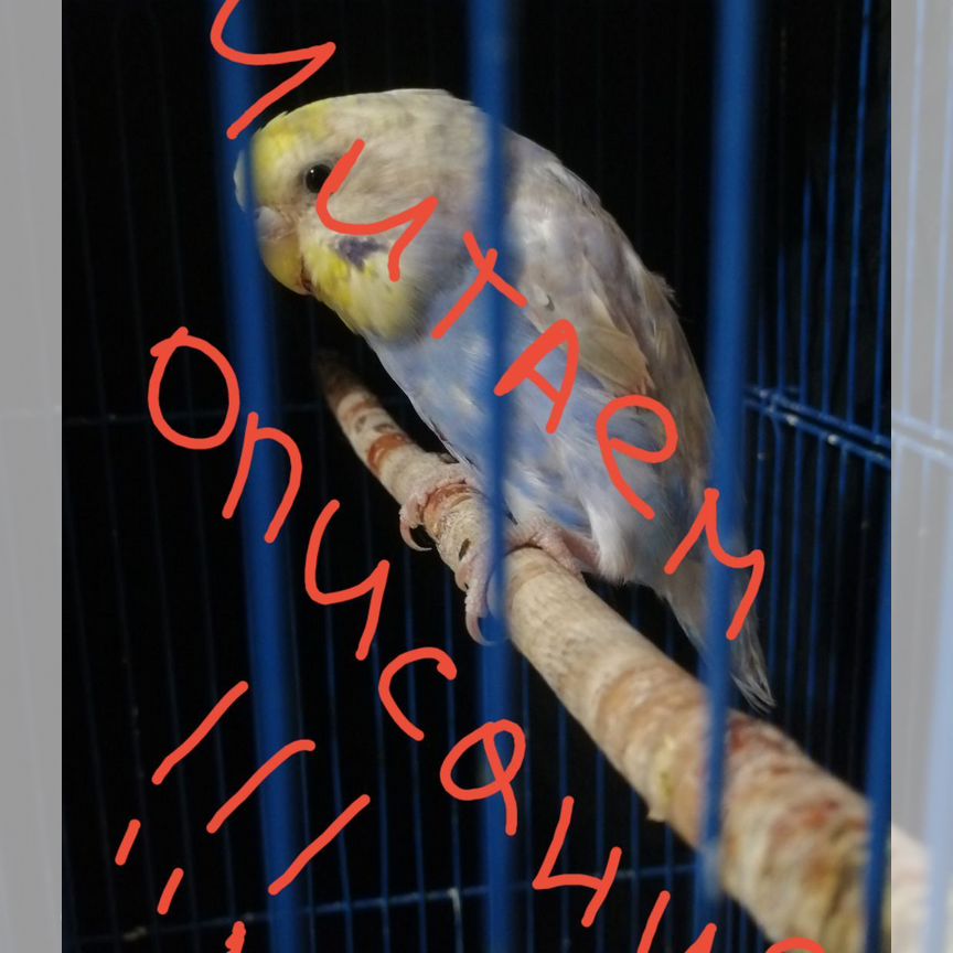 Попугай волнистый девочка