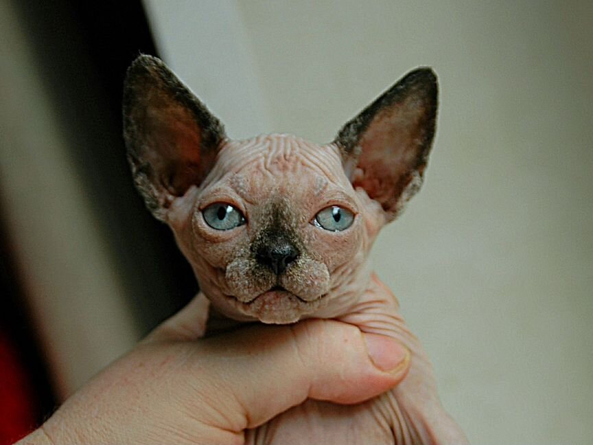 Канадский сфинкс девочка