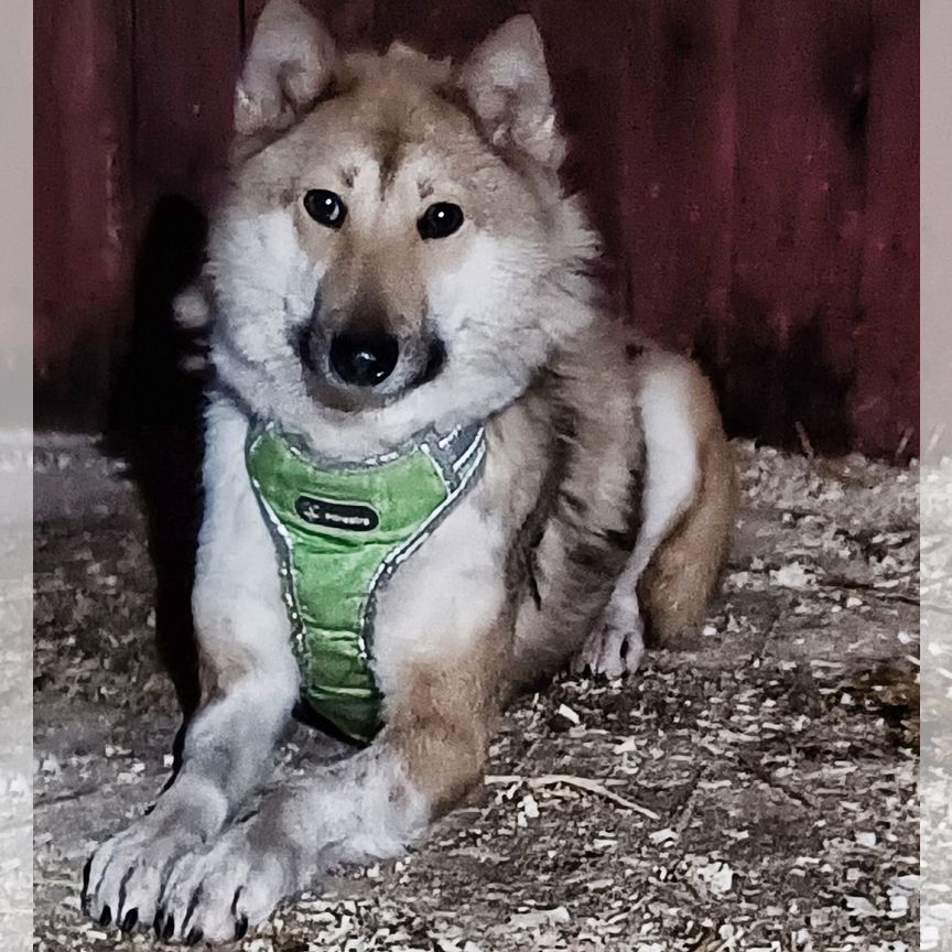 Западносибирская лайка, взрослая собака