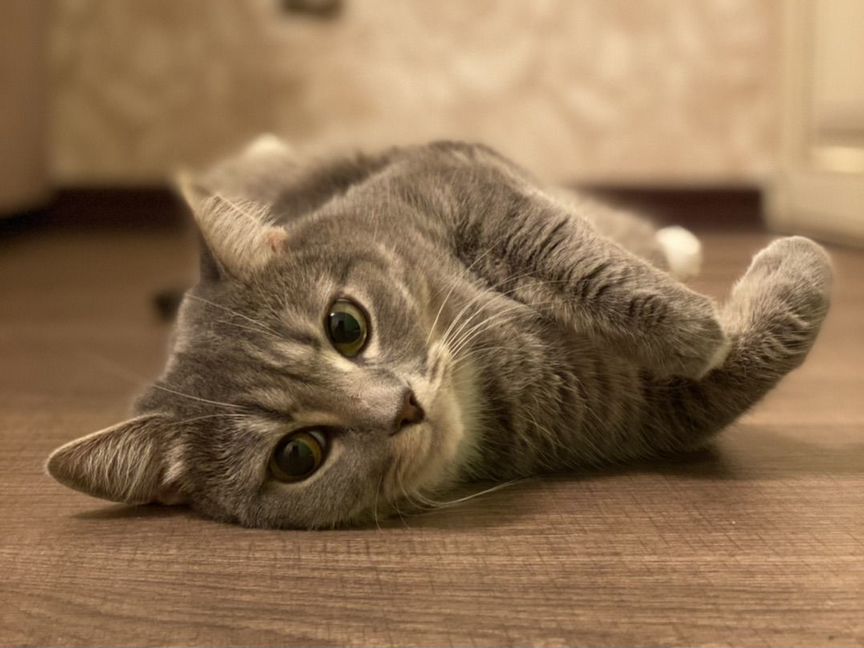 Шотланская прямоухая кошечка