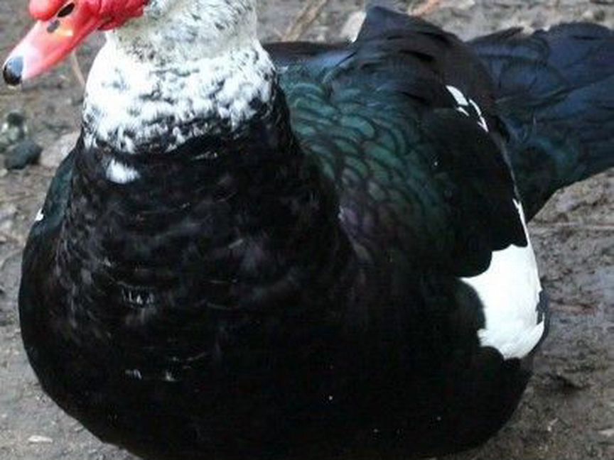 Индоутка мускусная утка