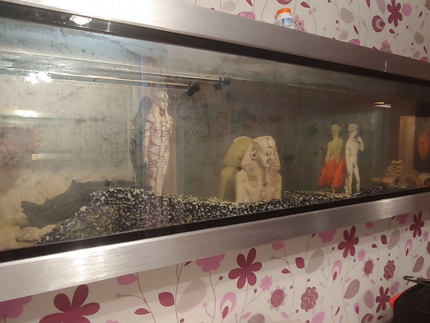 Настенный аквариум