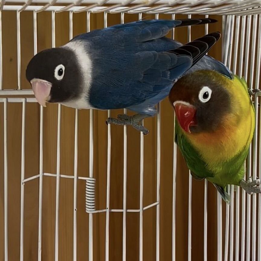 Попугай Неразлучник