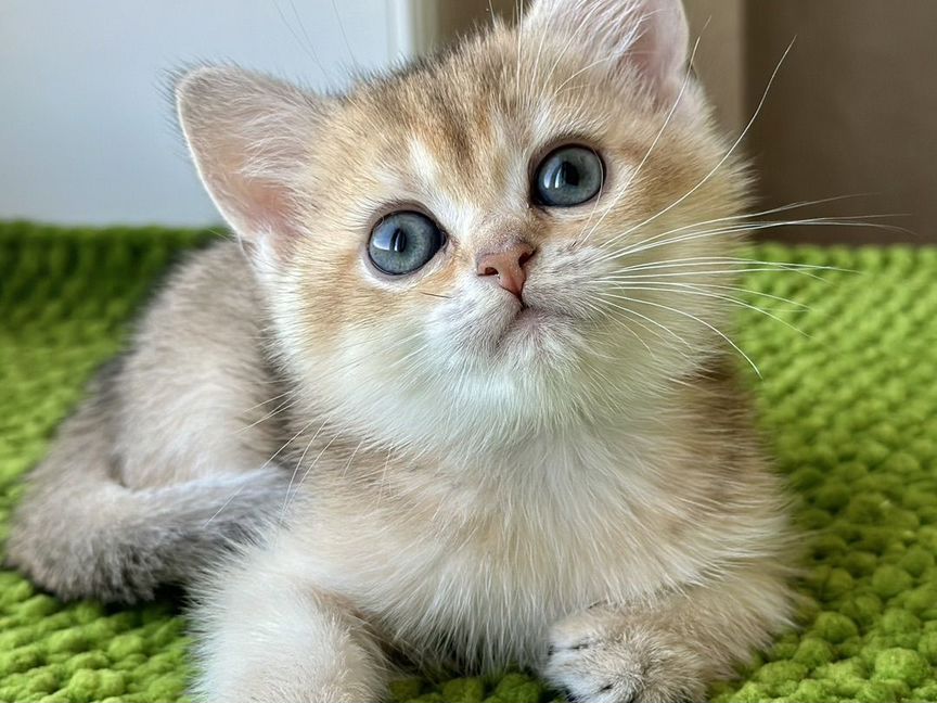 Кошечка золотая шиншилла с шикарными глазками