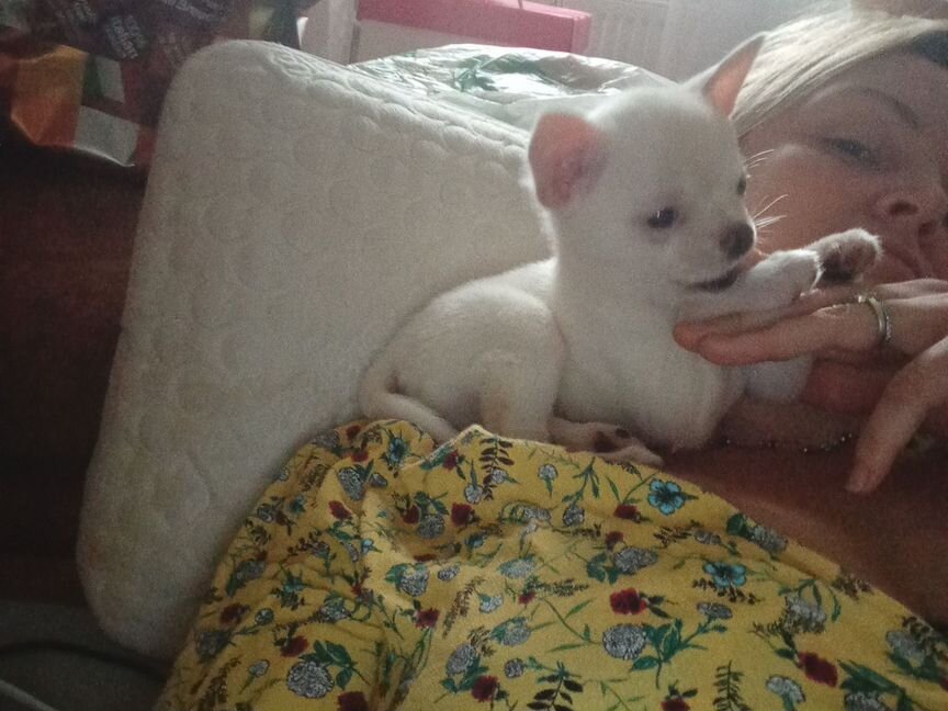 Красивый мальчик чихуахка