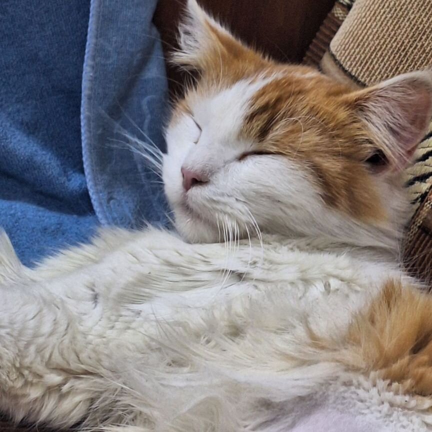 Кошки в добрые руки бесплатно