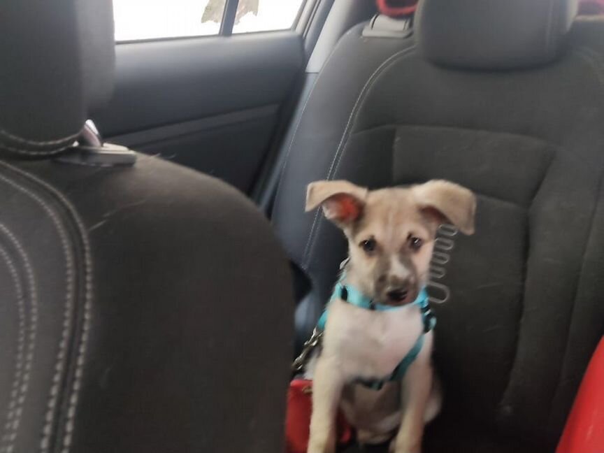 Щенок мальчик ждет свою семью на знакомство