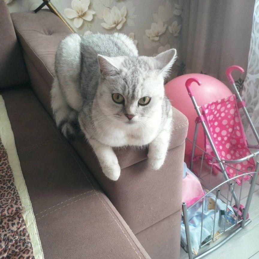 Продам котят окрас мраморные и вискас