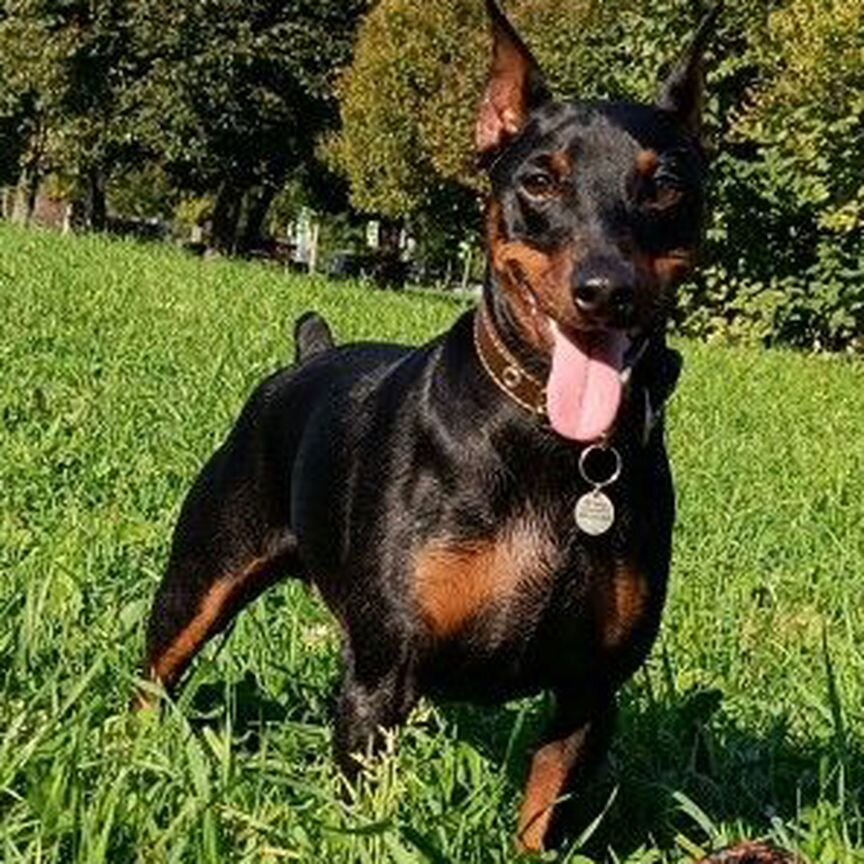 Цвергпинчер, щенок