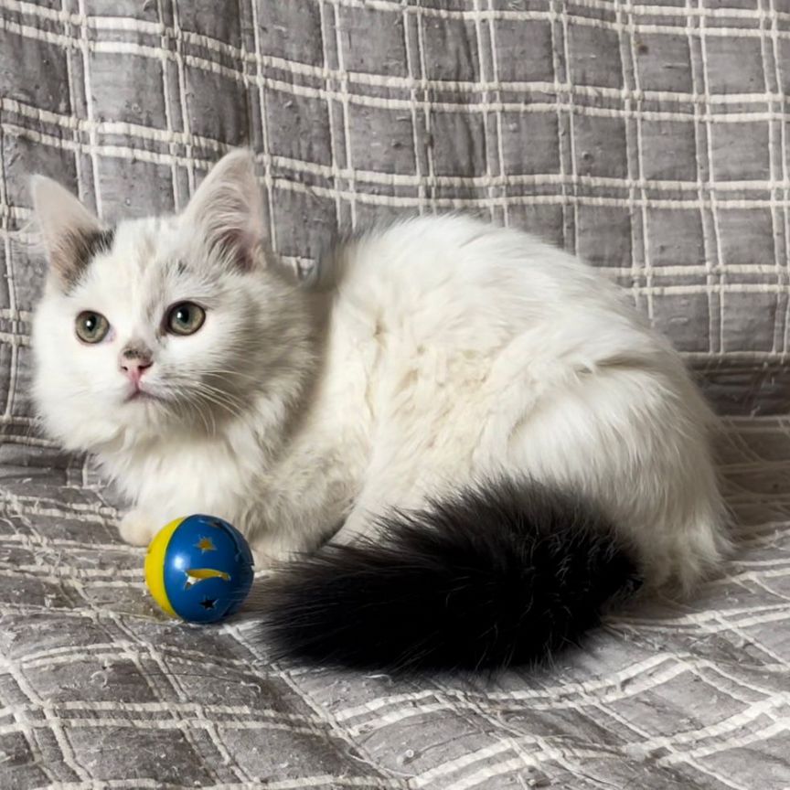 Котик 5 мес