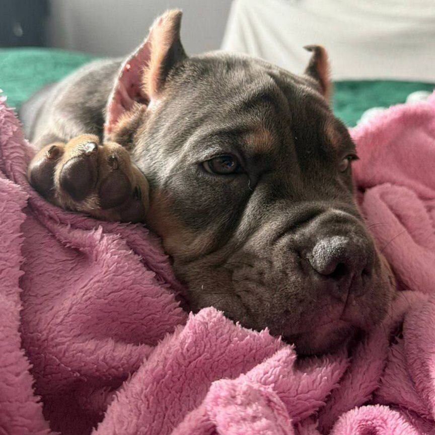 Американский булли, щенок