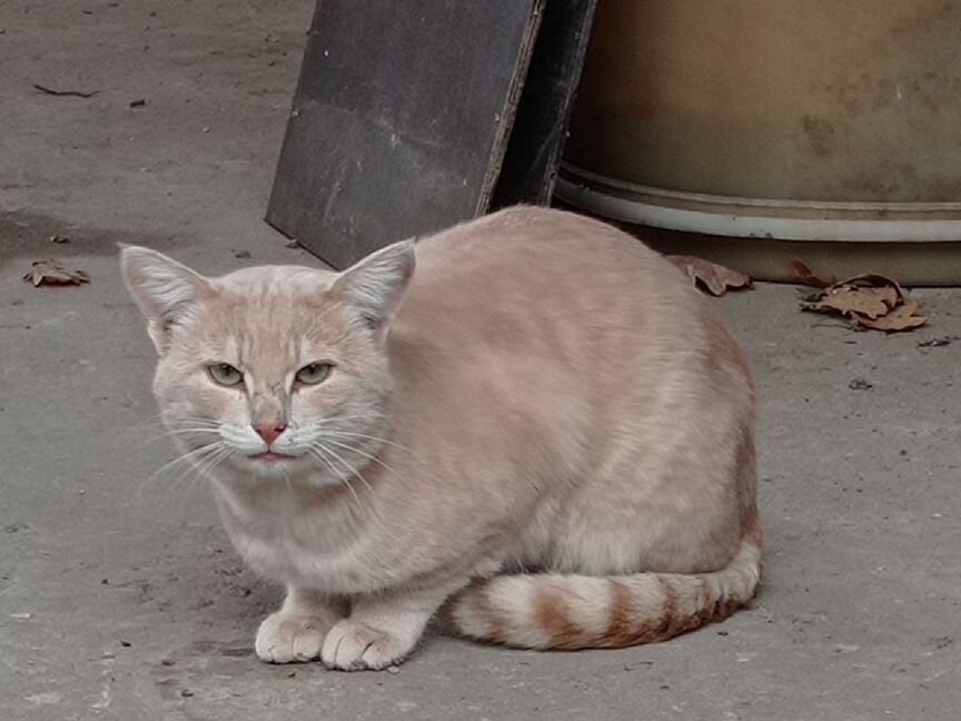 Рыжий кот в добрые руки