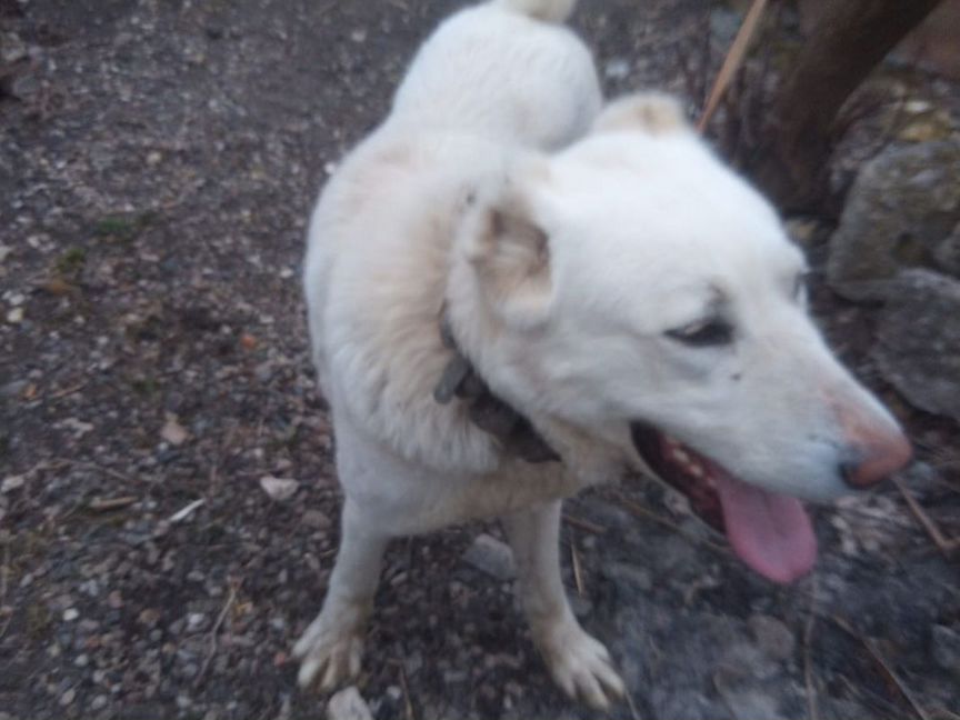 Собаки Азиат