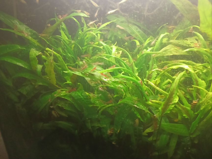 Улитка Хелена, Гуппи, креветка Черри, водоросли