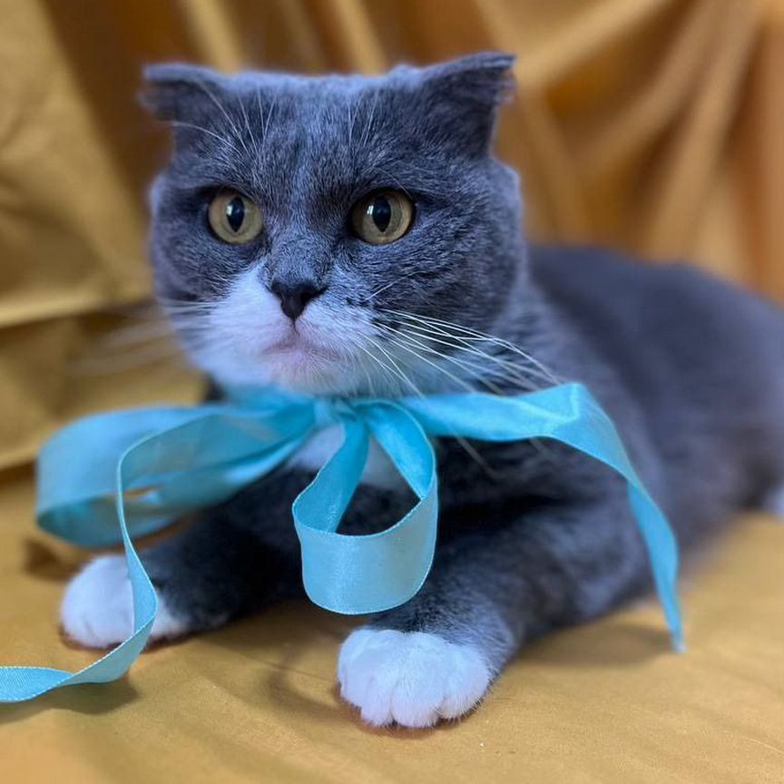 Шотландская вислоухая короткошёрстная, взрослая кошка