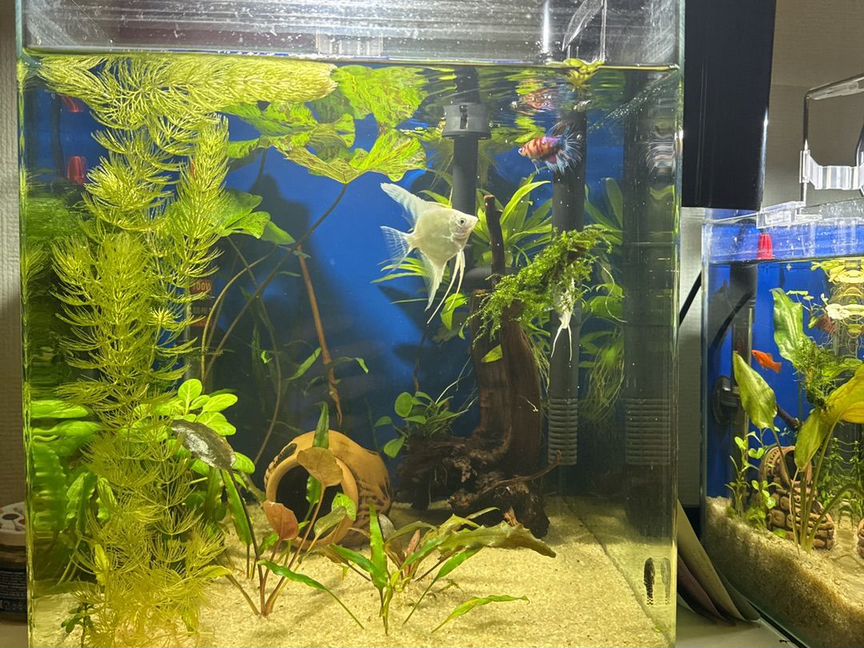 Аквариум 40 и 10 литров