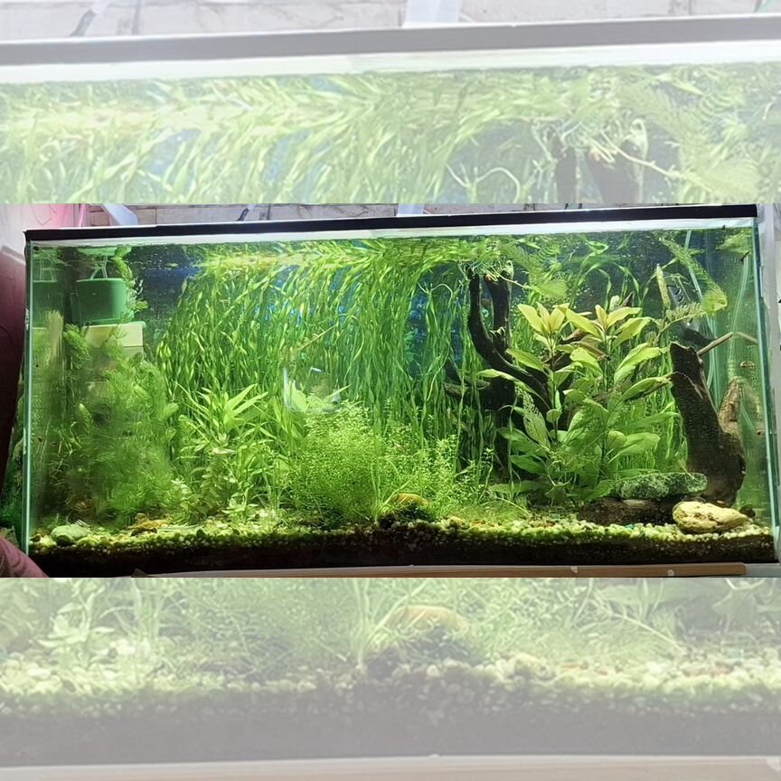 Аквариумные растения