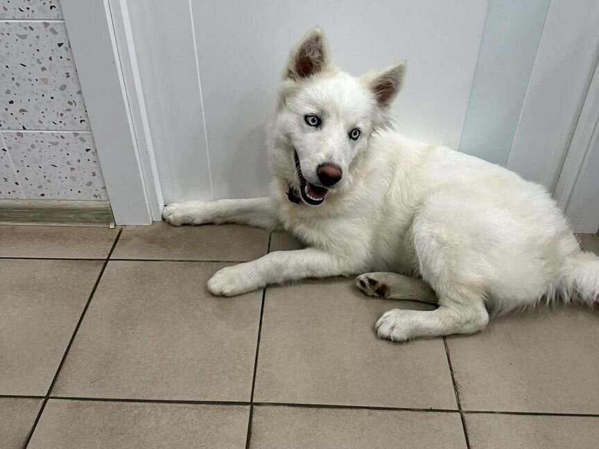 Швейцарская овчарка