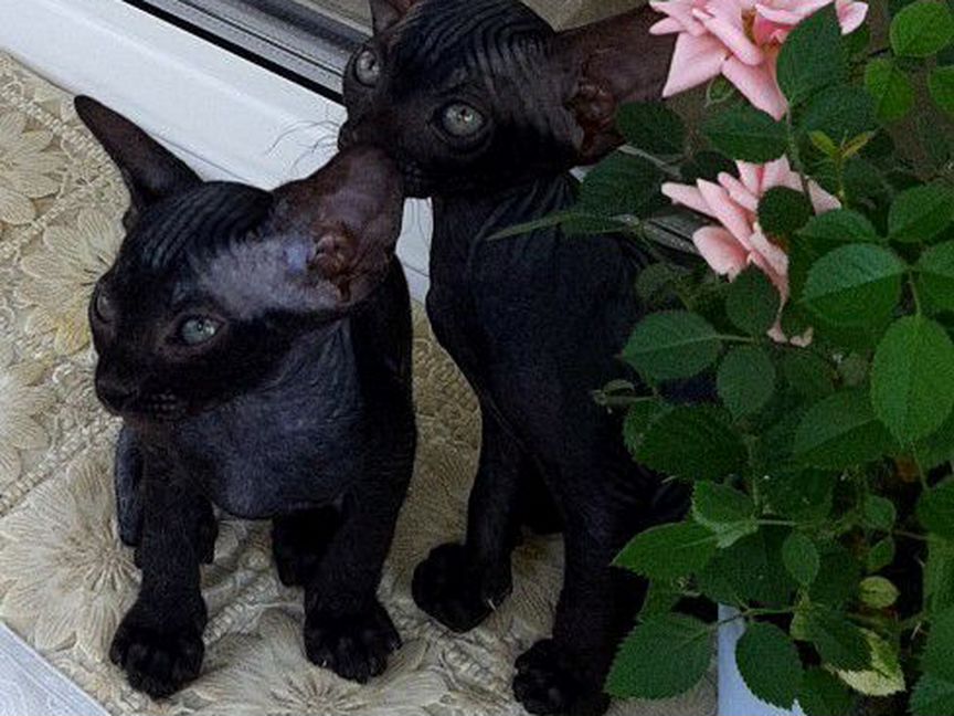 Котята сфинкс