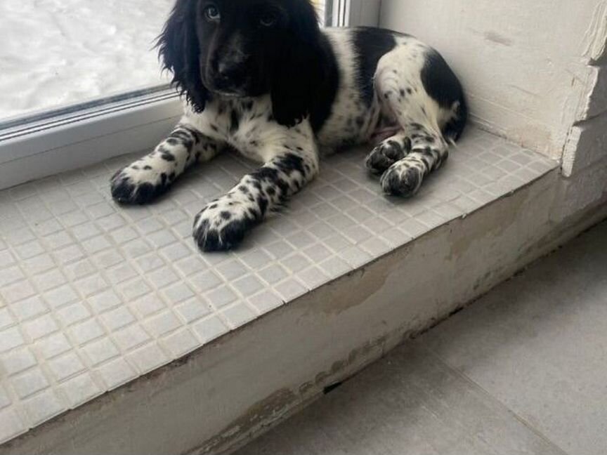 Русский охотничий спаниель,кабель