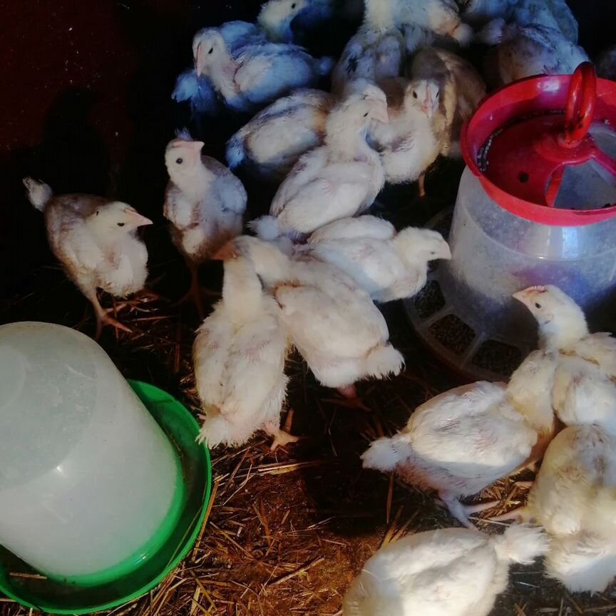 Цыплята бройлеры кобб 500 подрощенные