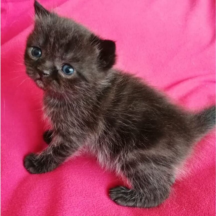 Шотландский котенок