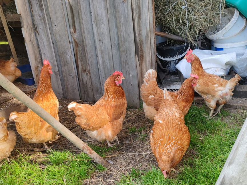 Куры красные курские несушки продам