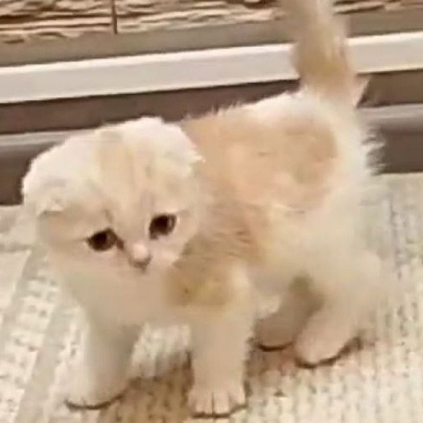 Шотландский вислоухий короткошёрстный котёнок