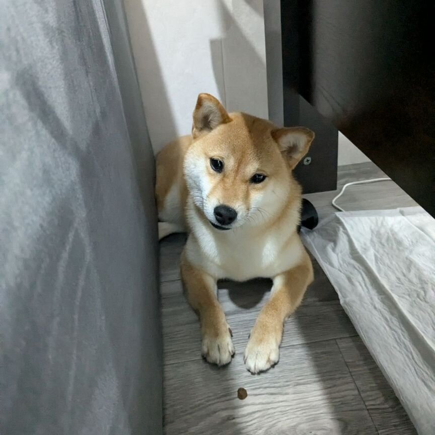 Малышка сиба ину 5 мес