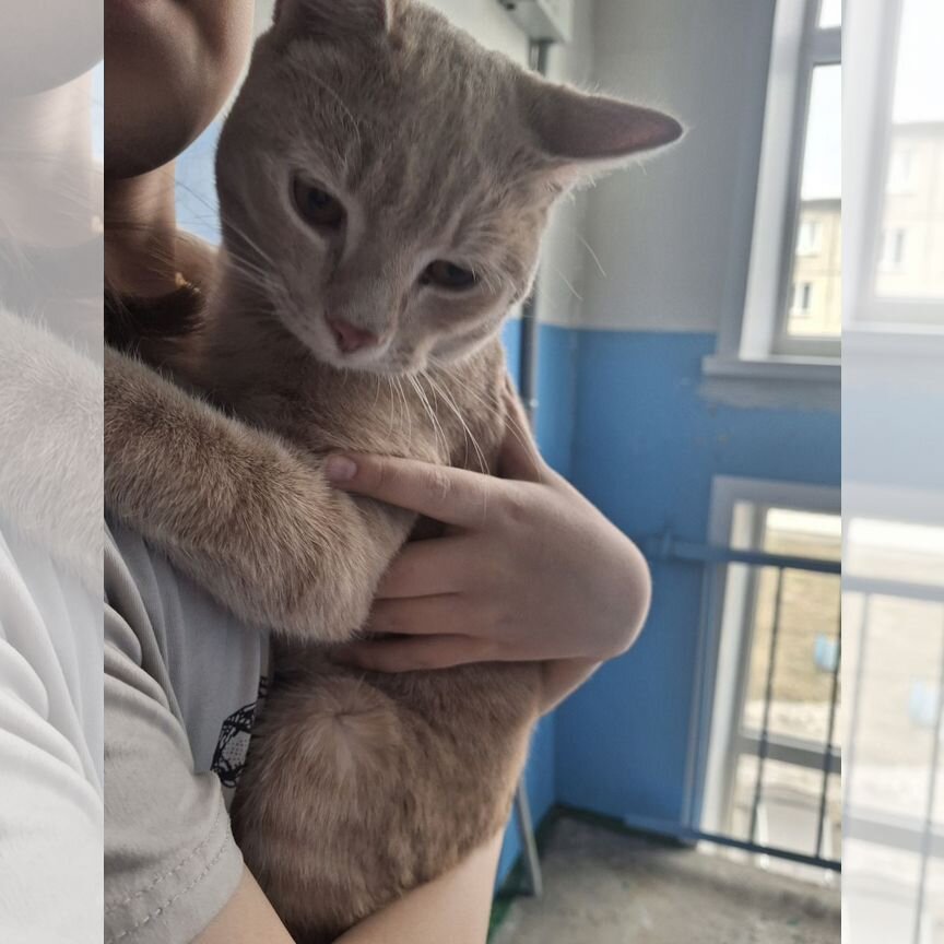 Взрослый кот в добрые руки
