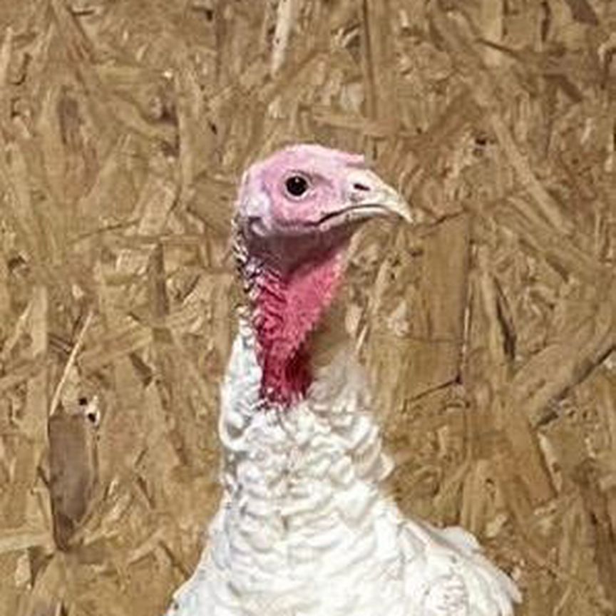 Индейка фермерская - канадский хайбрид конвертер